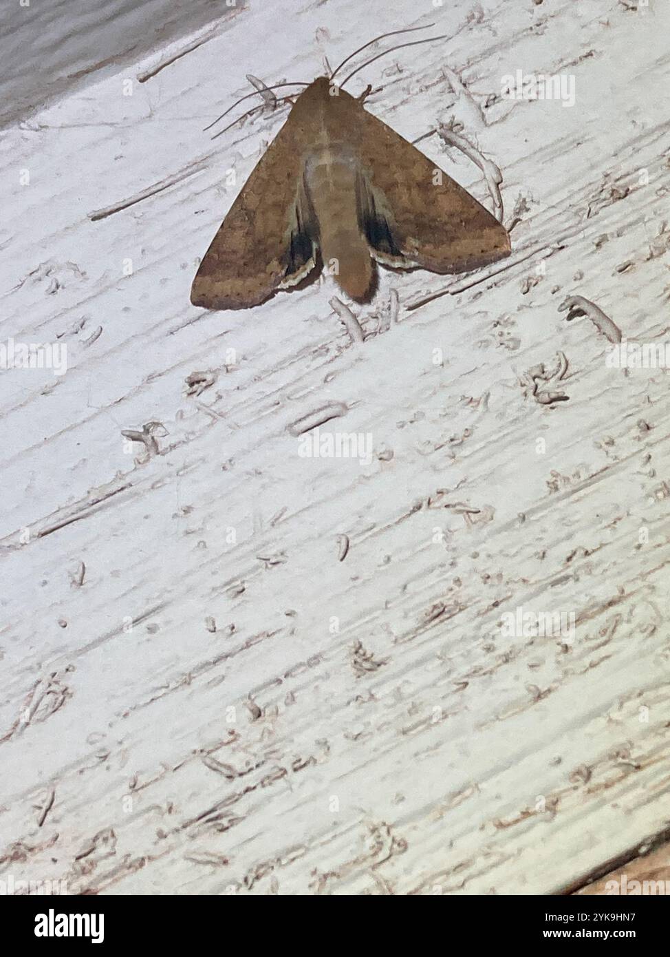 Corn Earworm Moth (Helicoverpa zea Stock Photo - Alamy