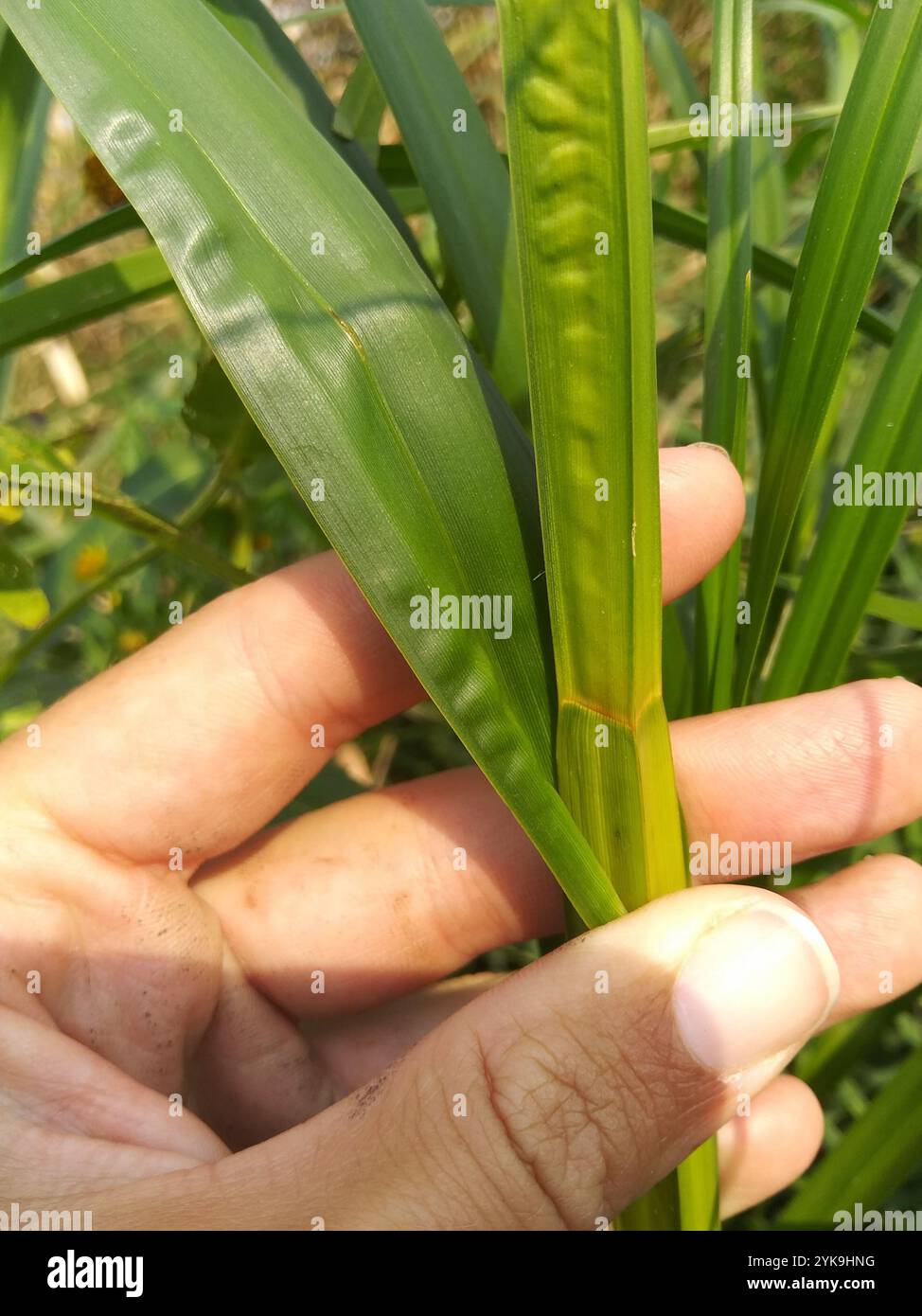 river bulrush (Bolboschoenus fluviatilis Stock Photo - Alamy