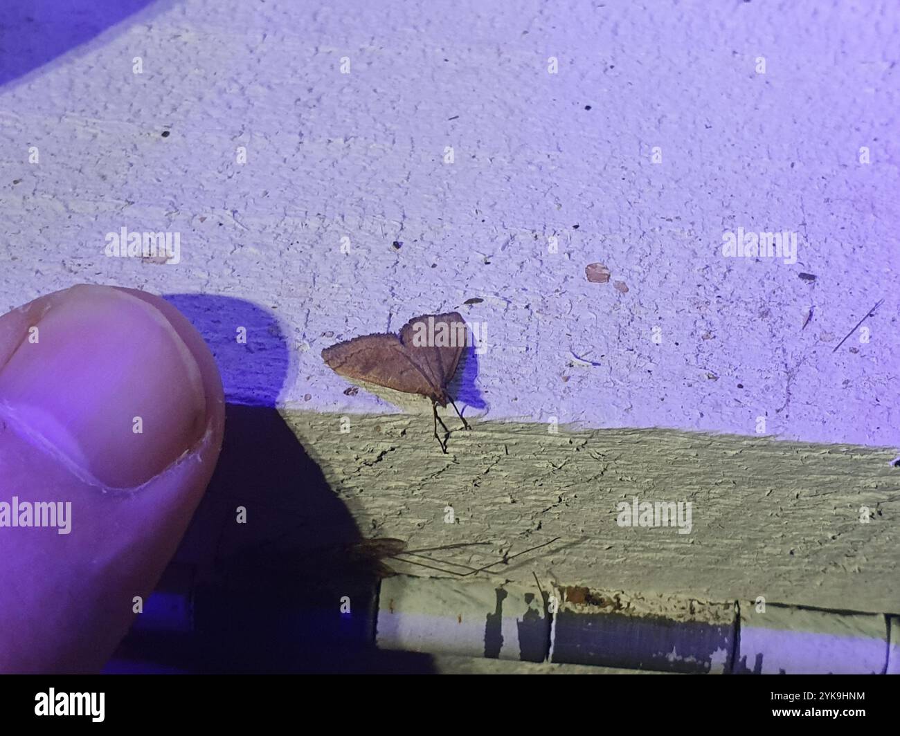 Rusty Dotted Triangle (Mnesictena flavidalis Stock Photo - Alamy