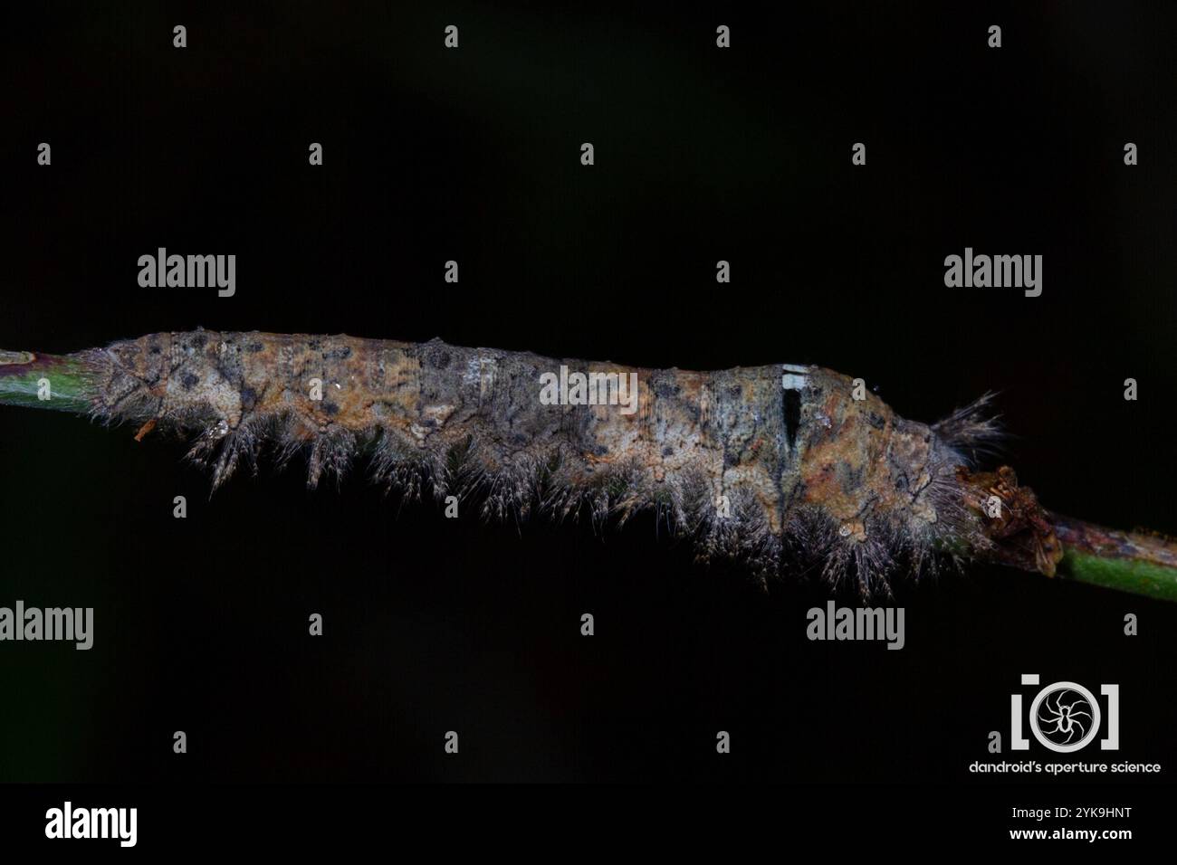 Dot-lined White (Artace cribrarius Stock Photo - Alamy