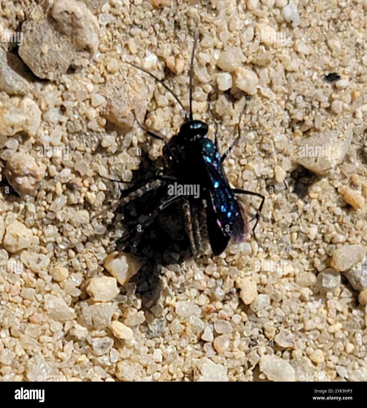 Spider Wasps (Pompilidae Stock Photo - Alamy