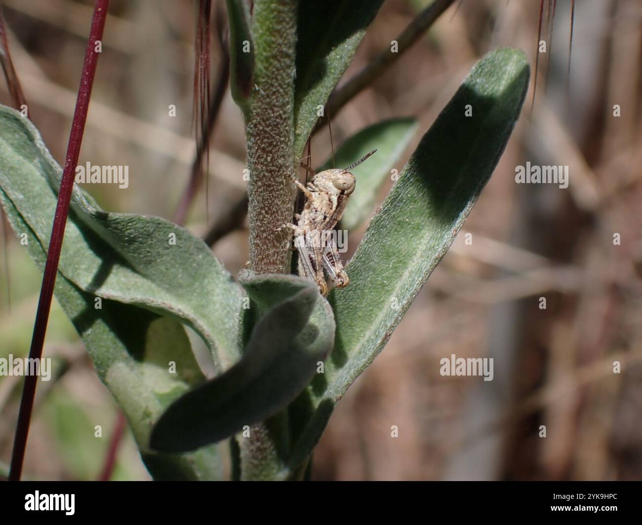 Spur-throated Grasshoppers (Melanoplinae Stock Photo - Alamy