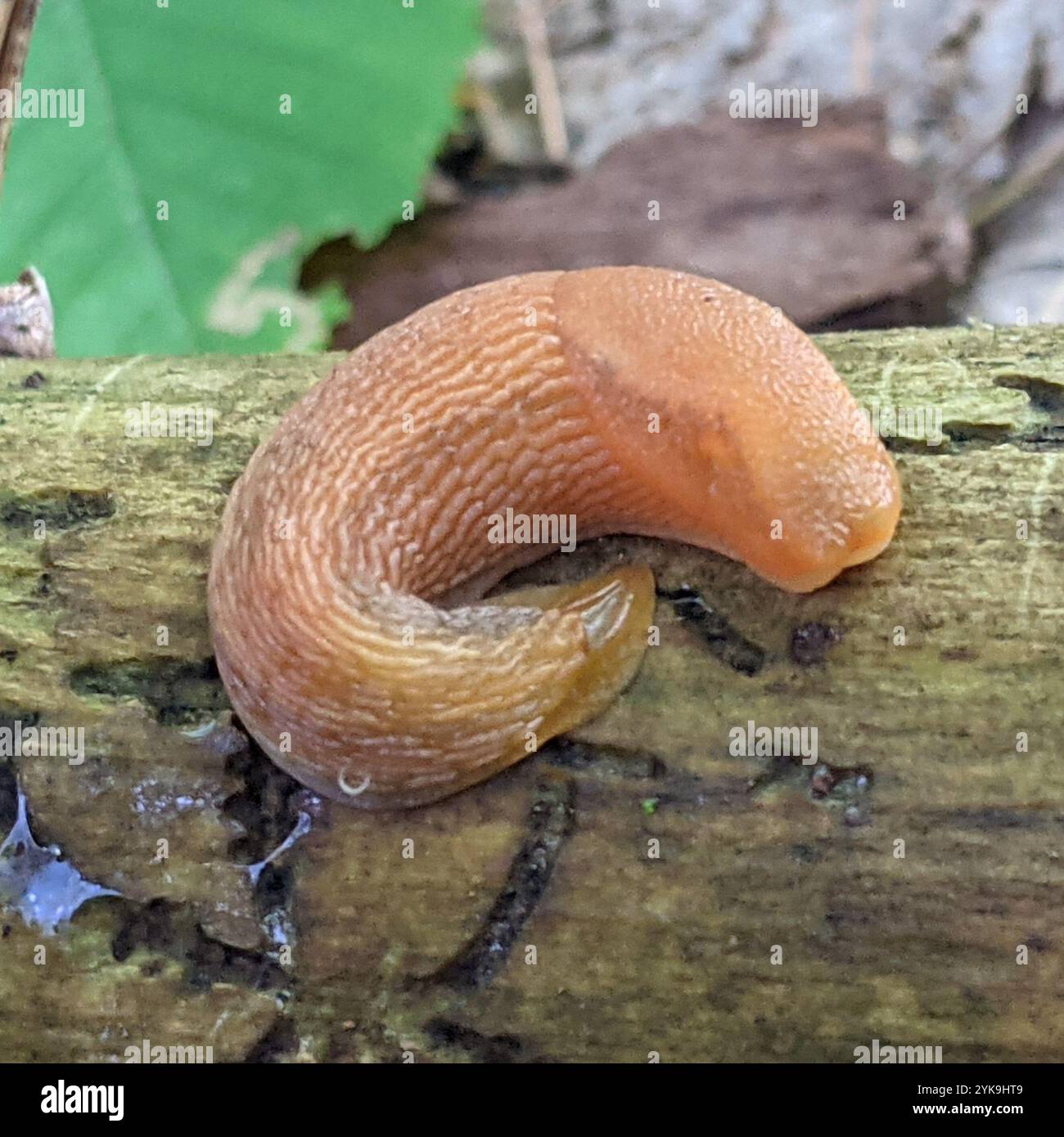 Western Dusky Slug (Arion subfuscus Stock Photo - Alamy