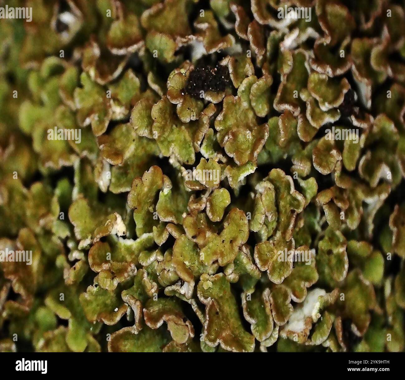 Fig-leaved Pixie Lichen (Cladonia macrophylla Stock Photo - Alamy