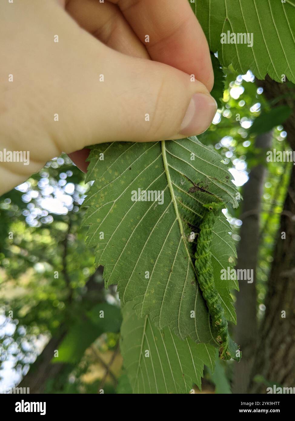 Woolly Elm Aphid (Eriosoma americanum Stock Photo - Alamy