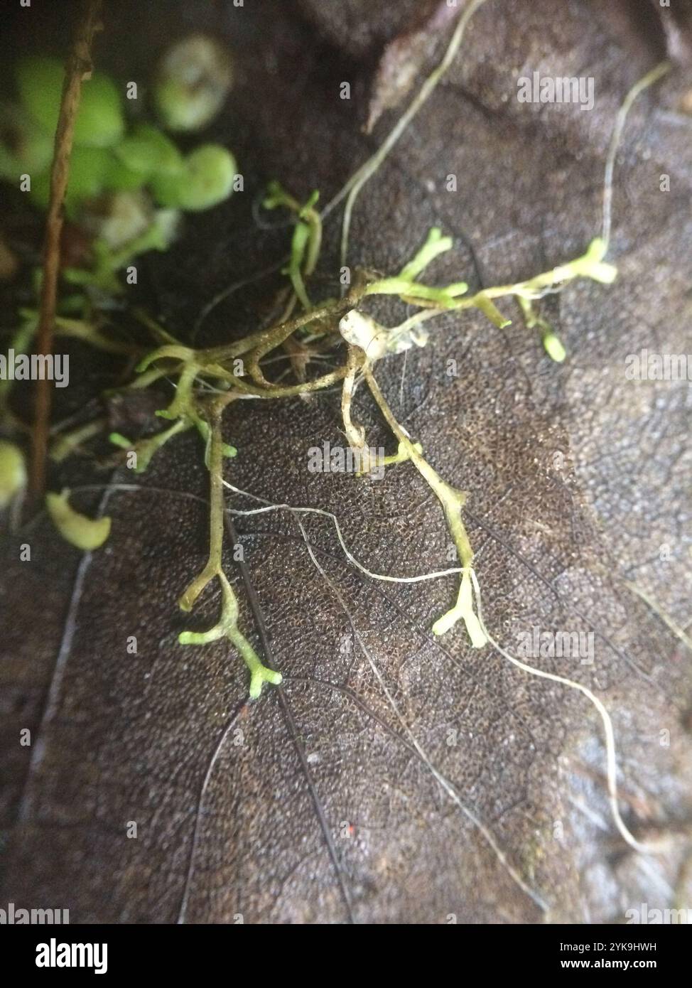 Riccia fluitans hi-res stock photography and images - Alamy