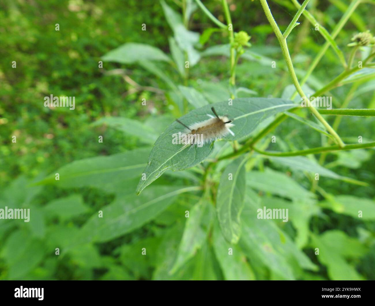 Banded Tussock Moth (Halysidota tessellaris Stock Photo - Alamy