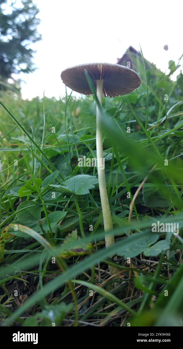 milky conecap (Conocybe apala Stock Photo - Alamy
