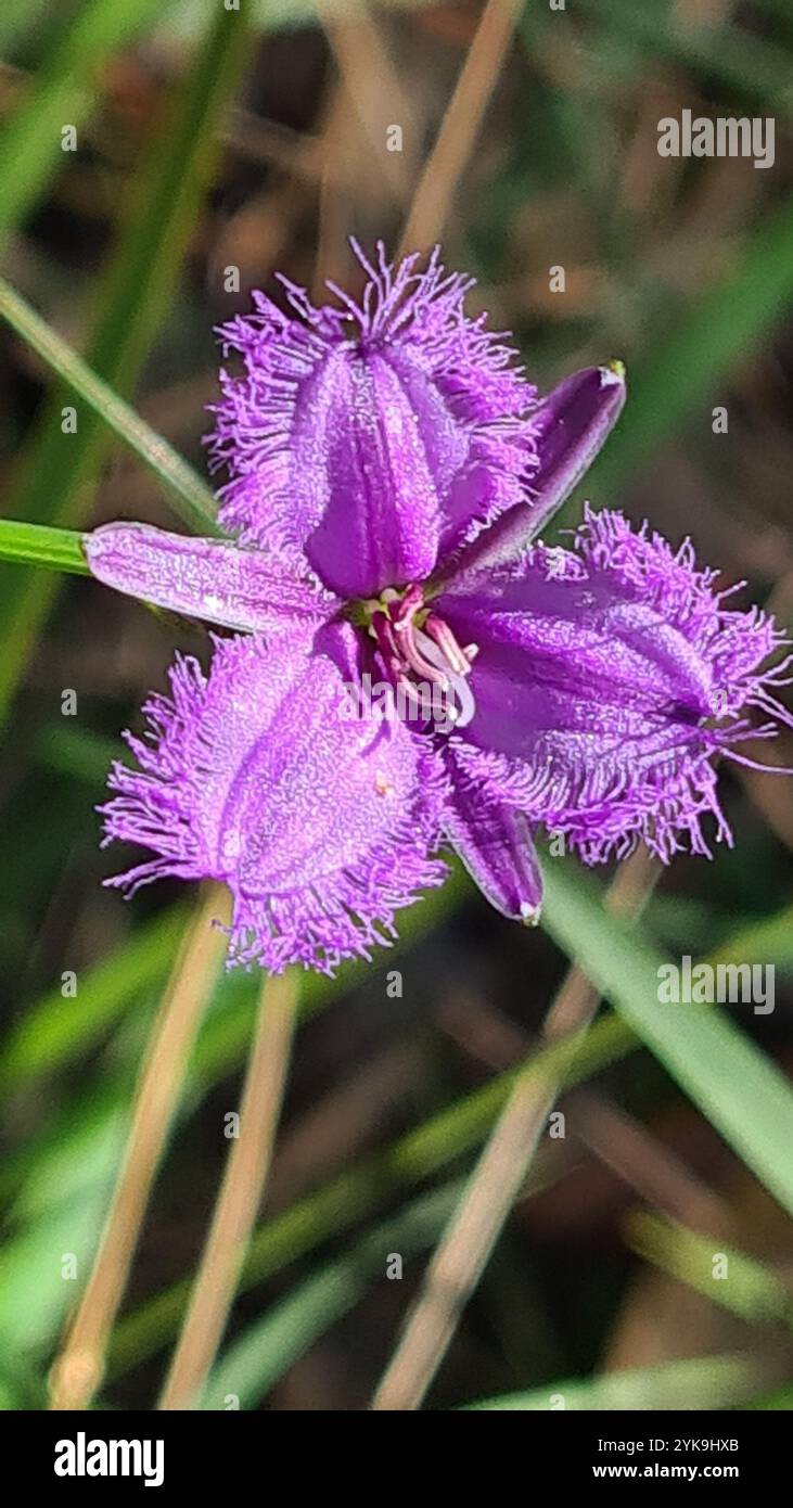 Thysanotus hi-res stock photography and images - Alamy