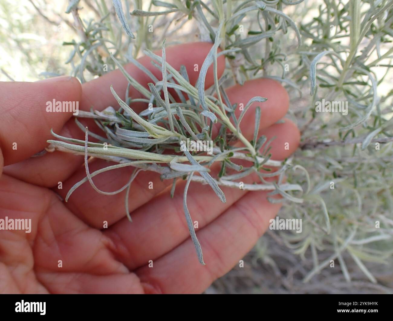 Rubber Rabbitbrush (Ericameria nauseosa Stock Photo - Alamy