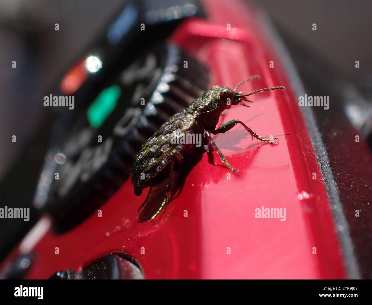 Marsh ground beetles hi-res stock photography and images - Alamy
