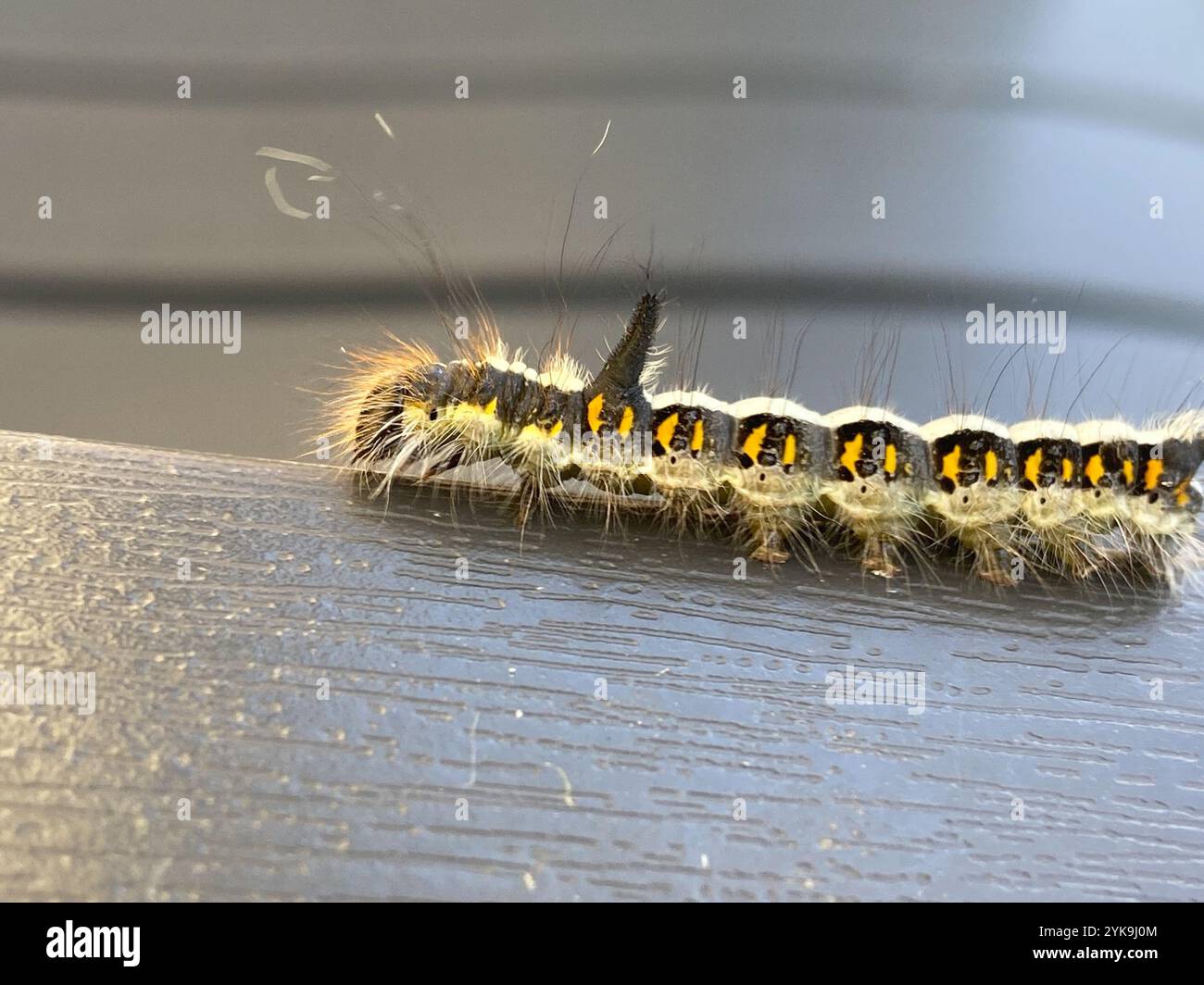 Grey Dagger (Acronicta psi Stock Photo - Alamy