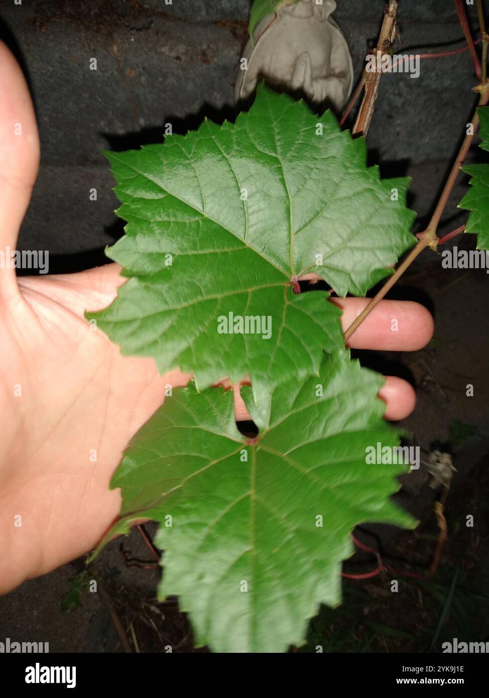 riverbank grape (Vitis riparia Stock Photo - Alamy