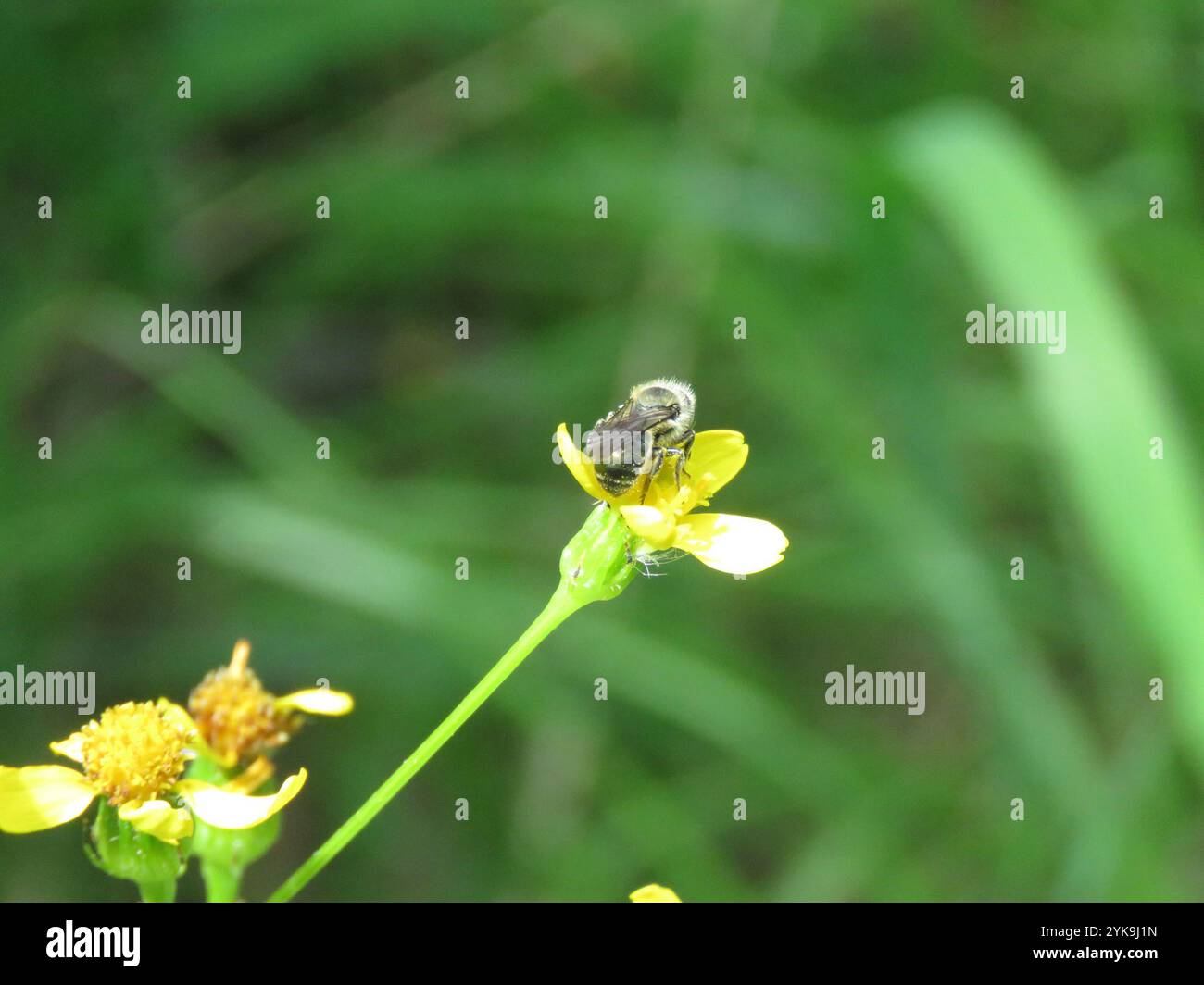 Apoid wasps hi-res stock photography and images - Alamy