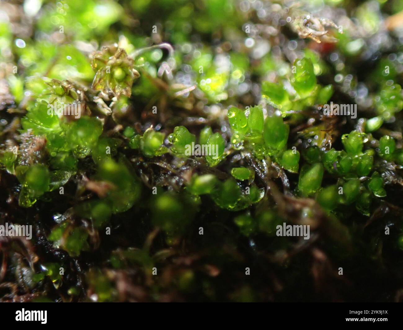 Bryaceae hi-res stock photography and images - Alamy