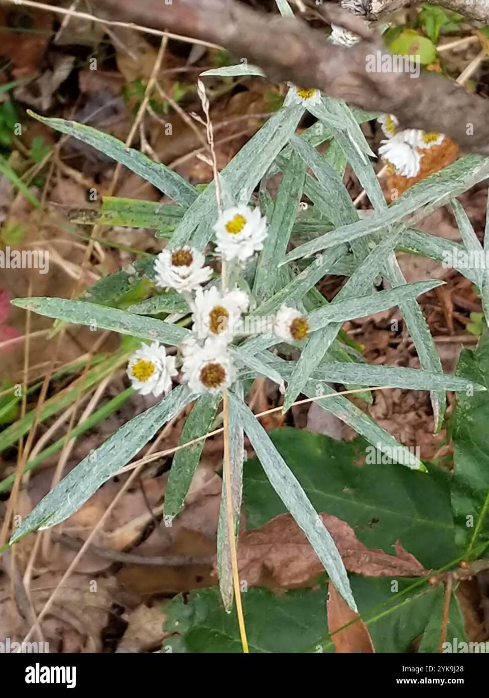 pearly everlasting (Anaphalis margaritacea Stock Photo - Alamy