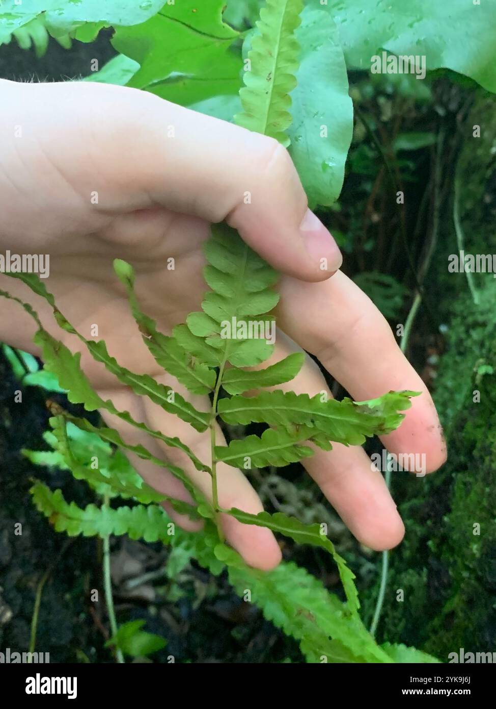 Family thelypteridaceae hi-res stock photography and images - Alamy