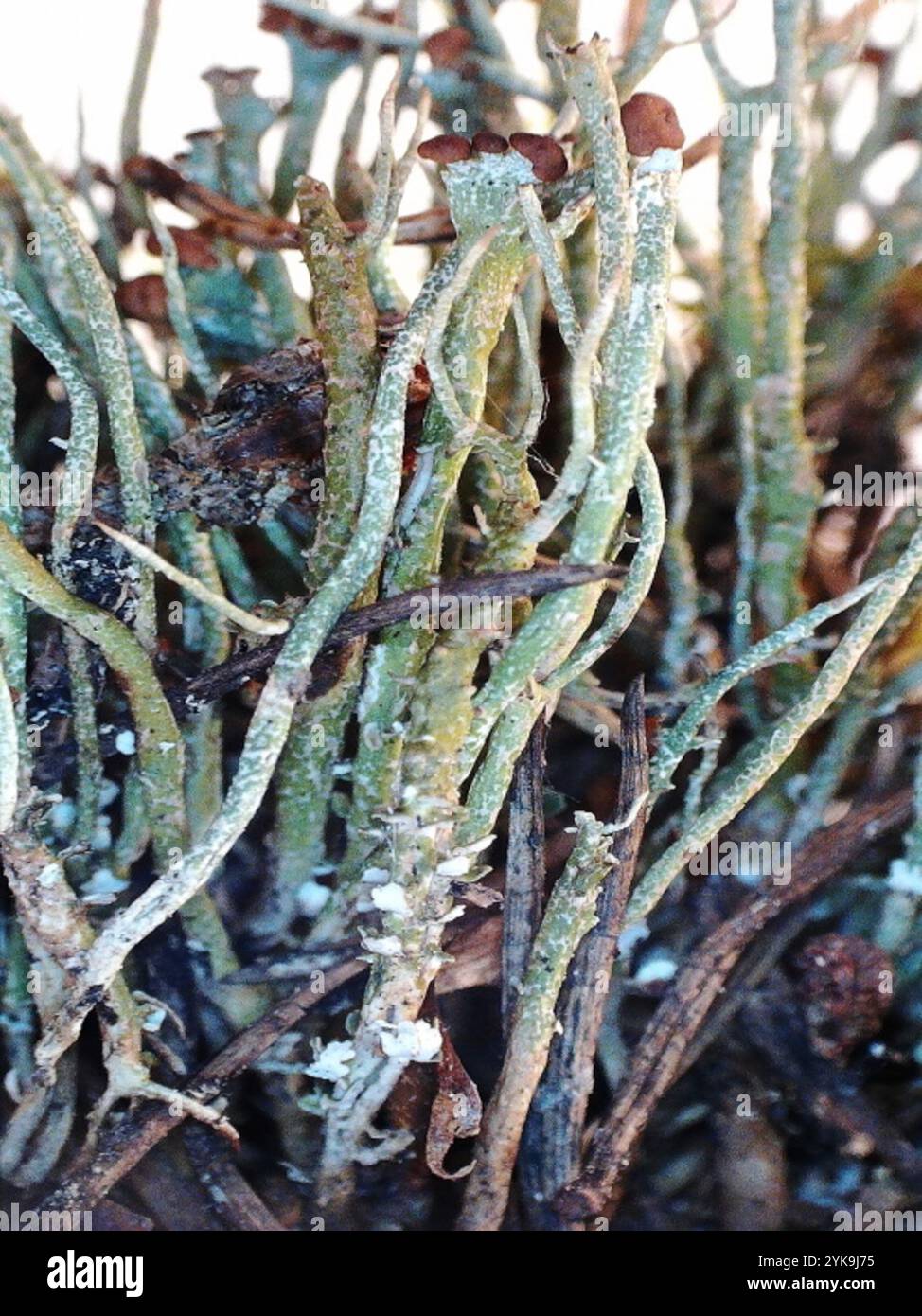 Smooth Pixie Lichen (Cladonia gracilis gracilis Stock Photo - Alamy