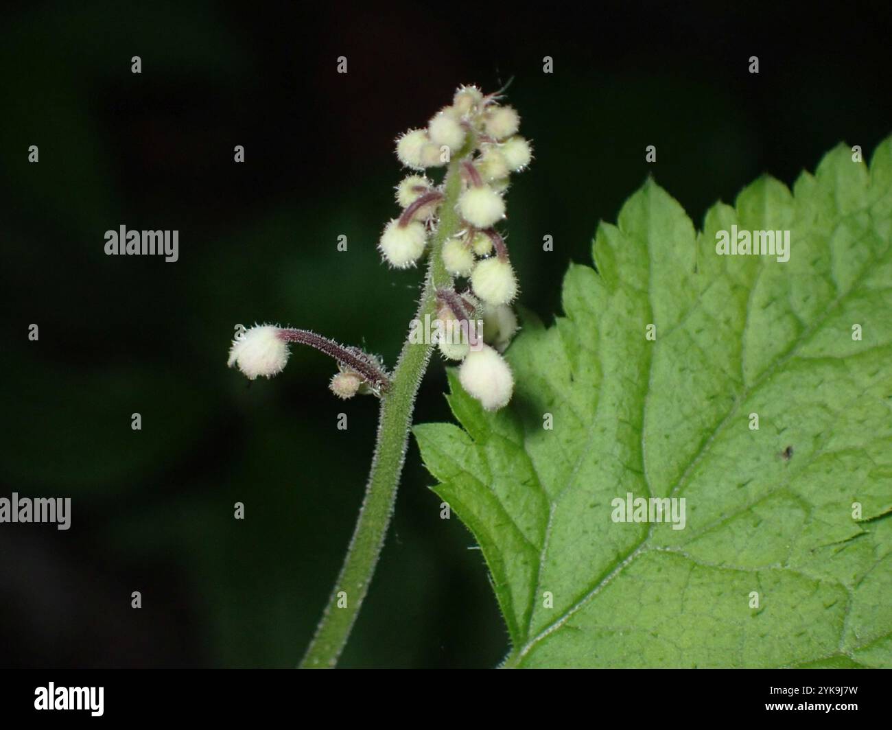 Oneleaf Foamflower (Tiarella trifoliata unifoliata Stock Photo - Alamy