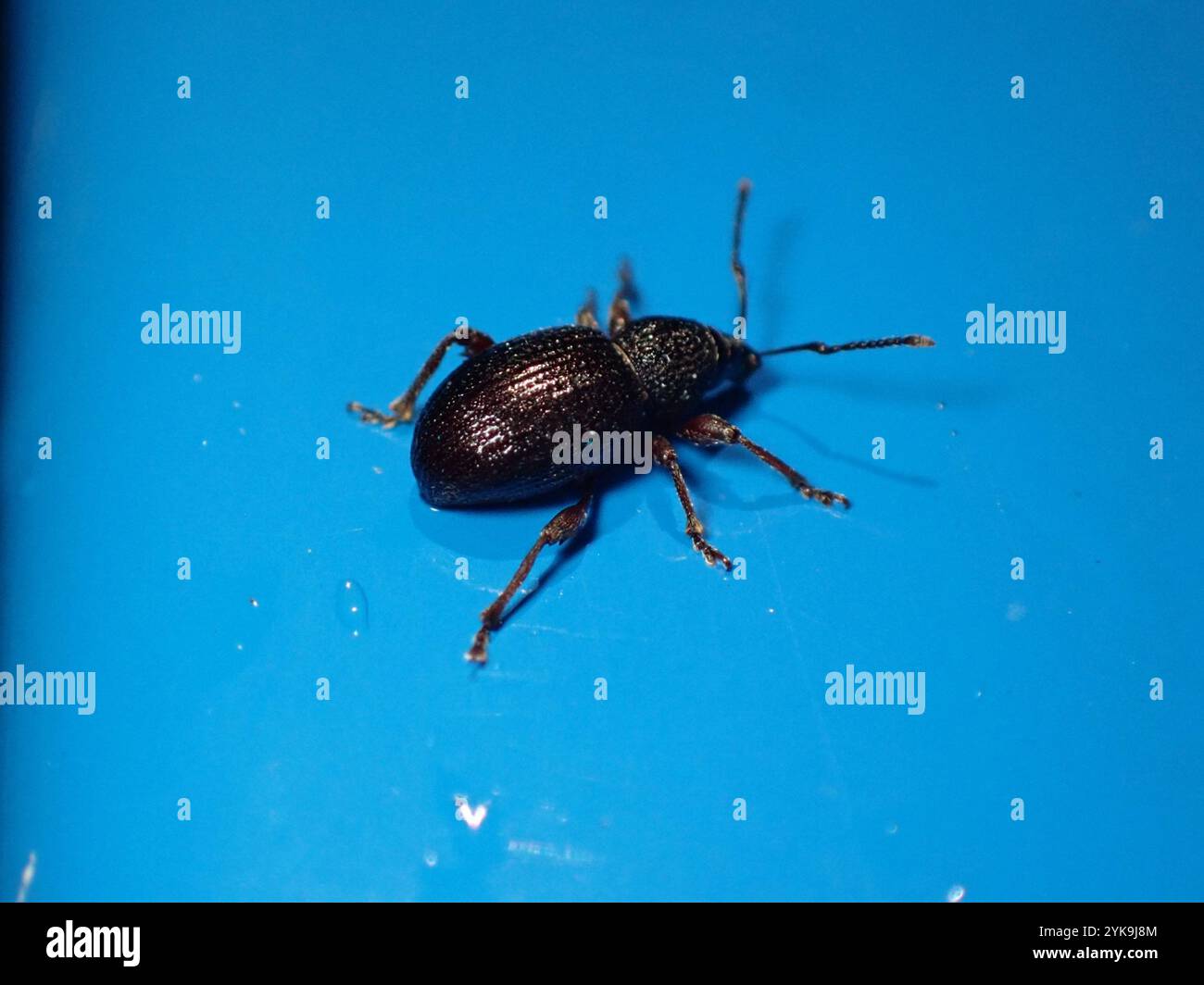 Strawberry Root Weevil (Otiorhynchus ovatus Stock Photo - Alamy
