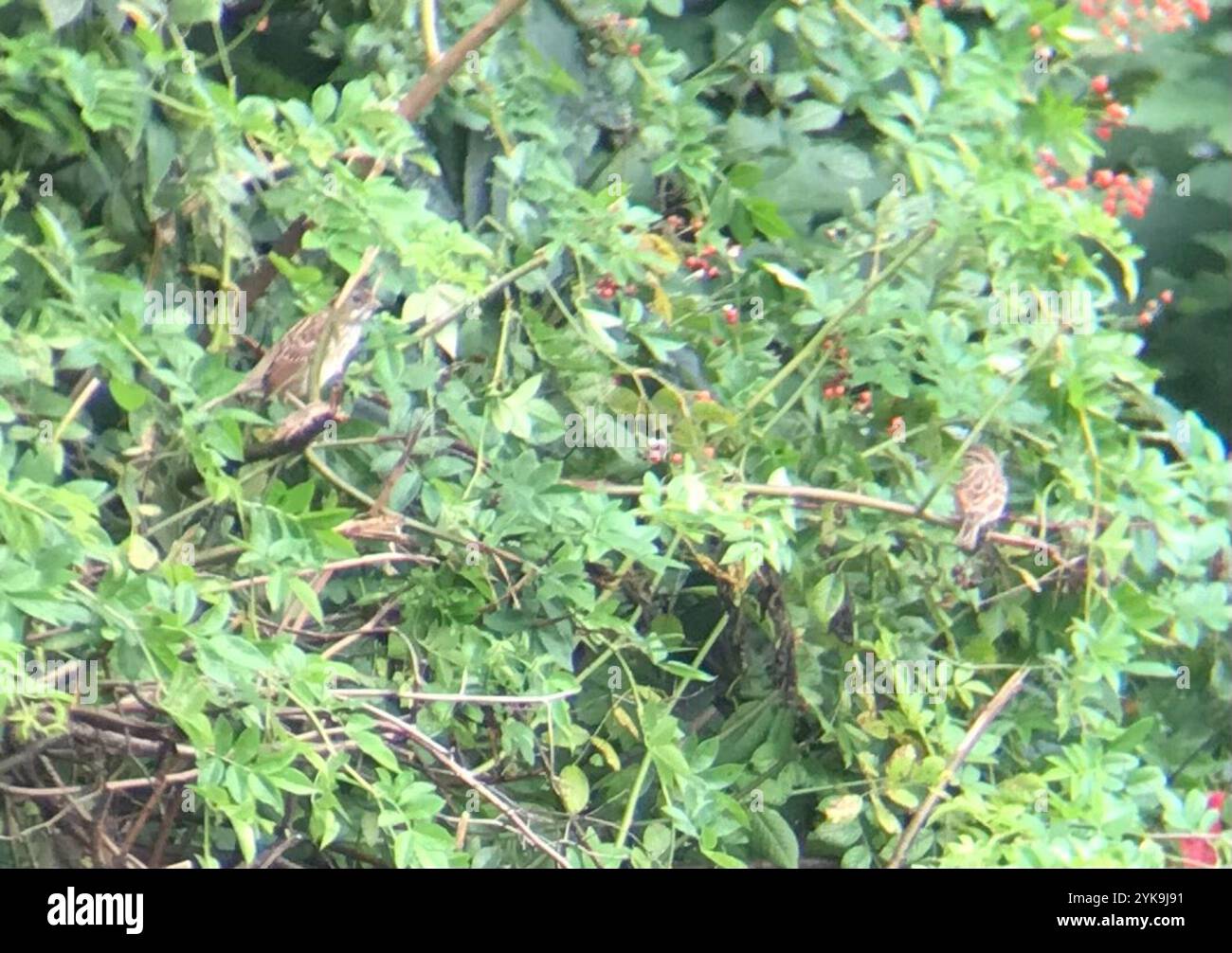 New World Sparrows (Passerellidae Stock Photo - Alamy