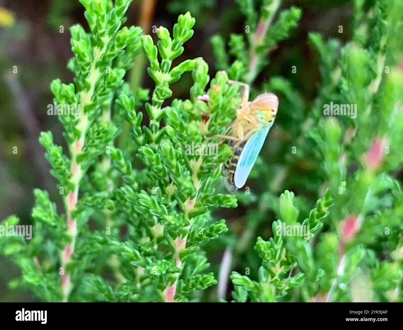 Green Leafhopper (Cicadella viridis Stock Photo - Alamy