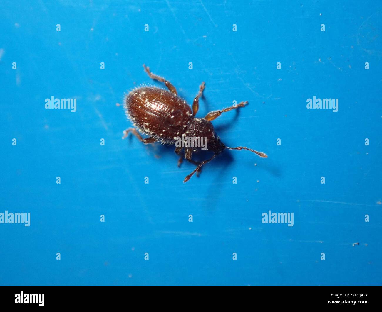 Hairy Spider Weevil (Barypeithes pellucidus Stock Photo - Alamy