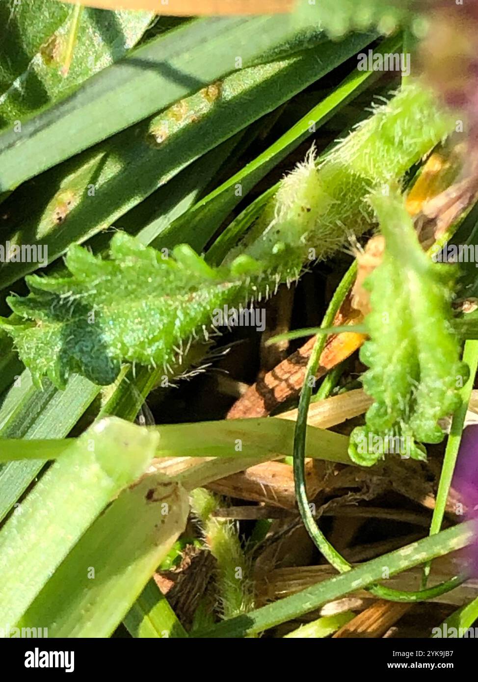 common hedge-nettle (Betonica officinalis Stock Photo - Alamy