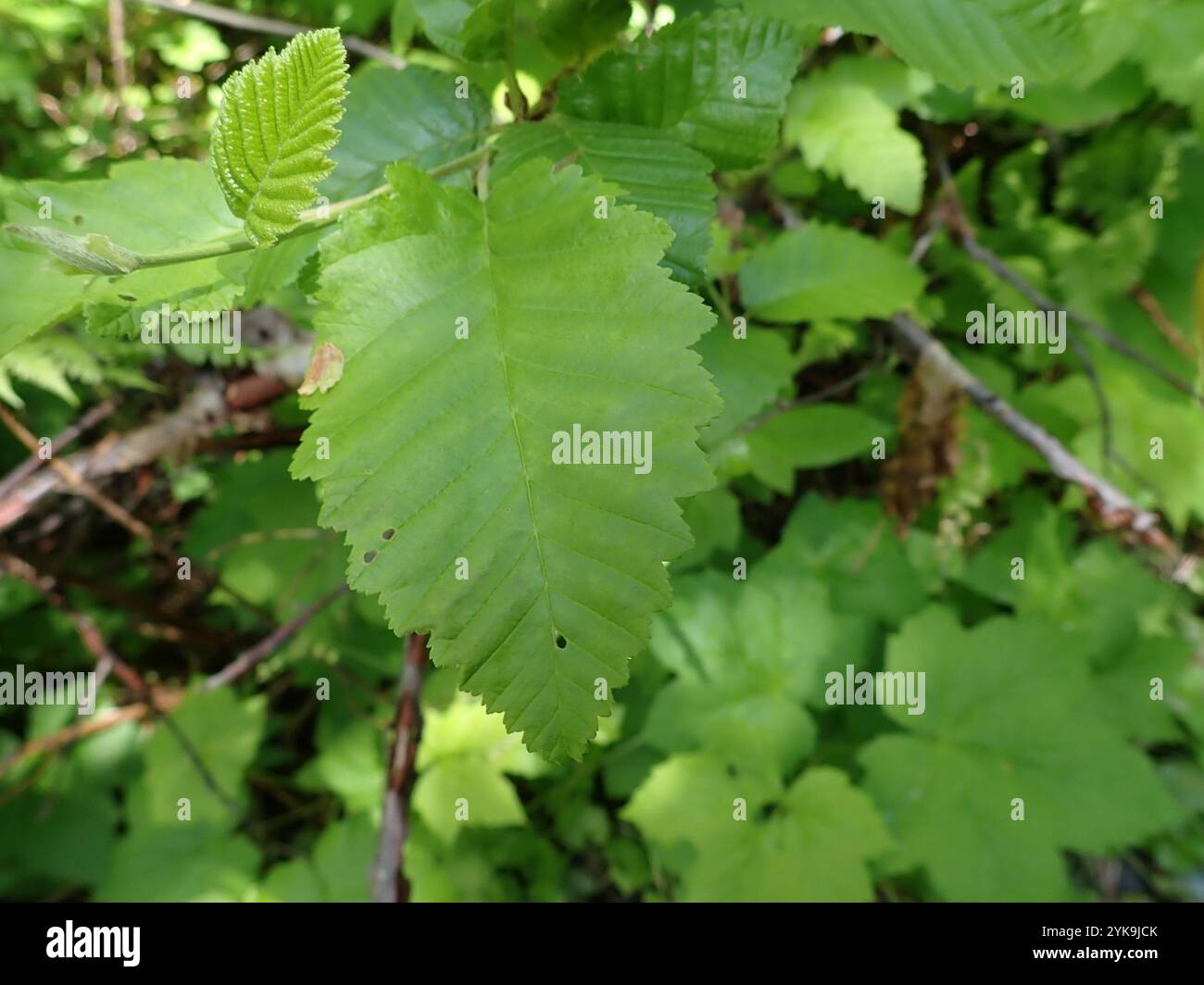Red Alder (Alnus rubra Stock Photo - Alamy