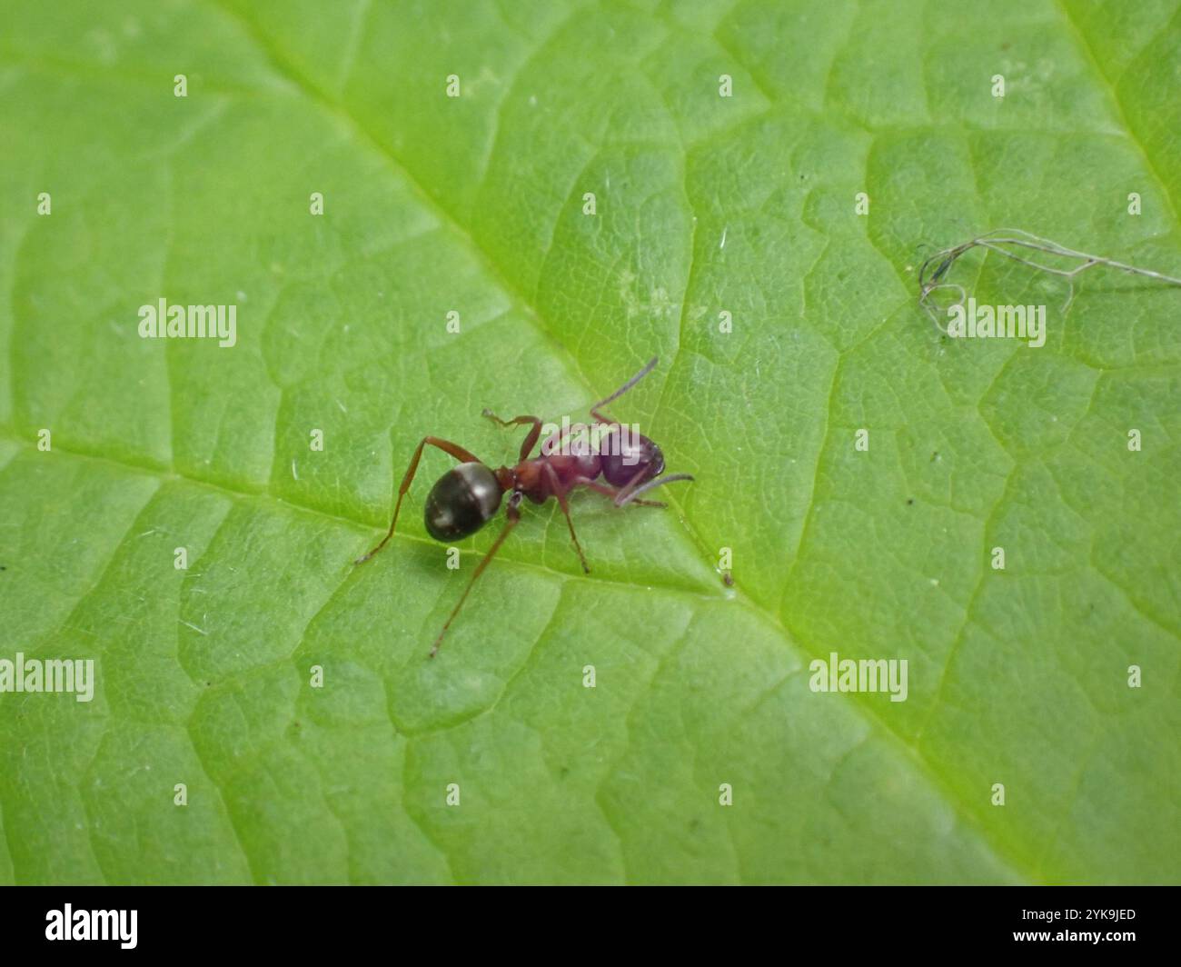 fusca-group Field Ants and Allies (Formica fusca Stock Photo - Alamy