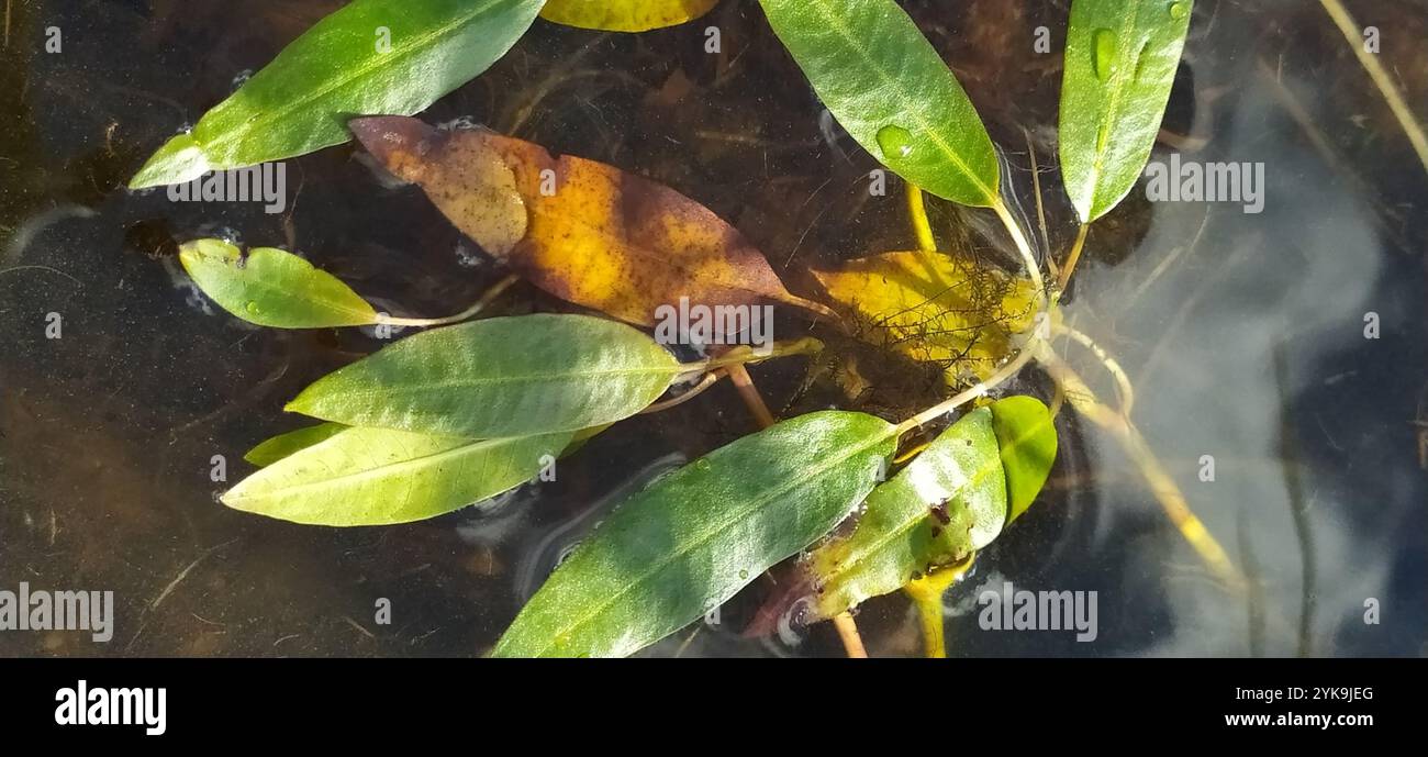 water smartweed (Persicaria amphibia Stock Photo - Alamy