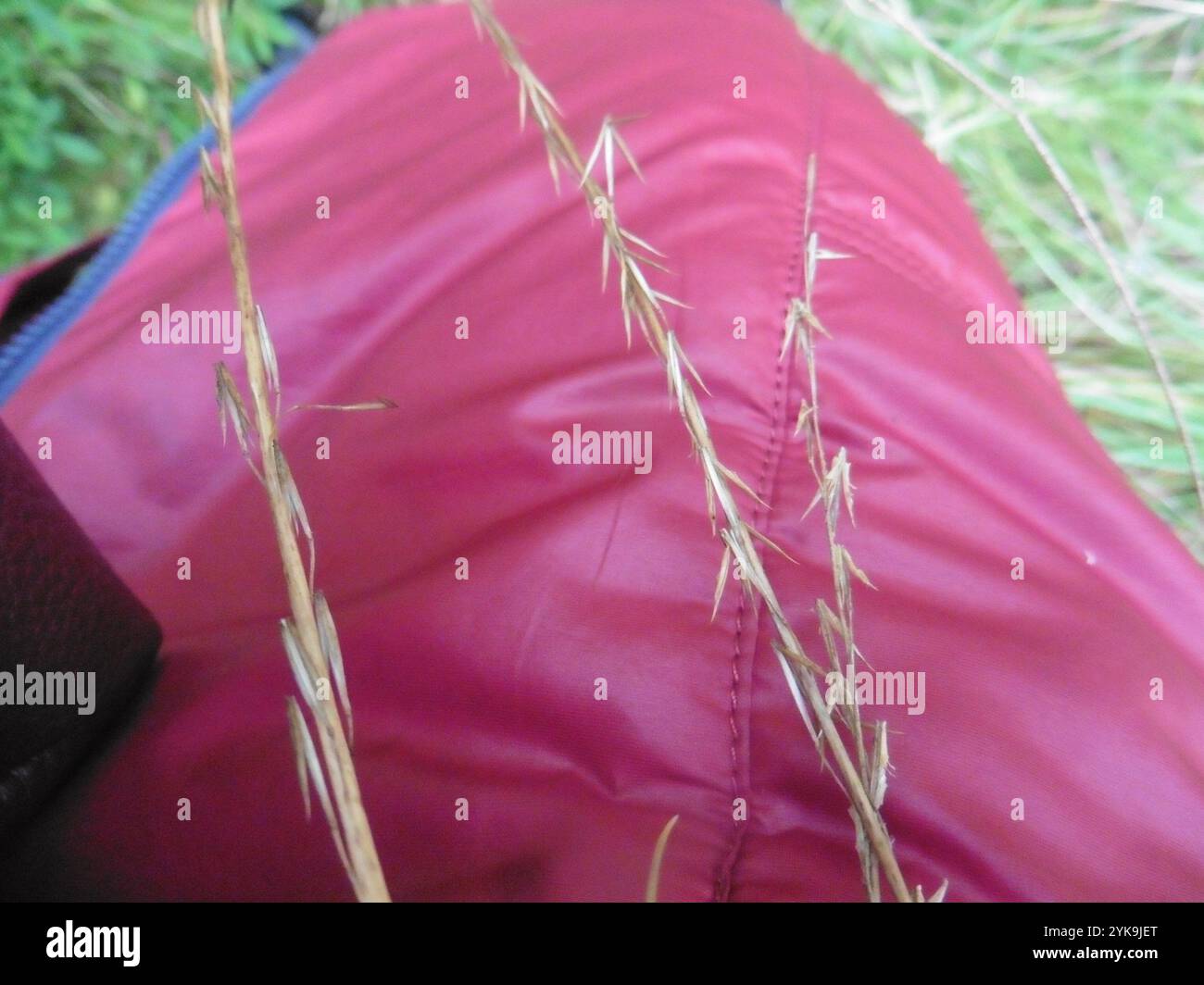 marsh arrowgrass (Triglochin palustris Stock Photo - Alamy