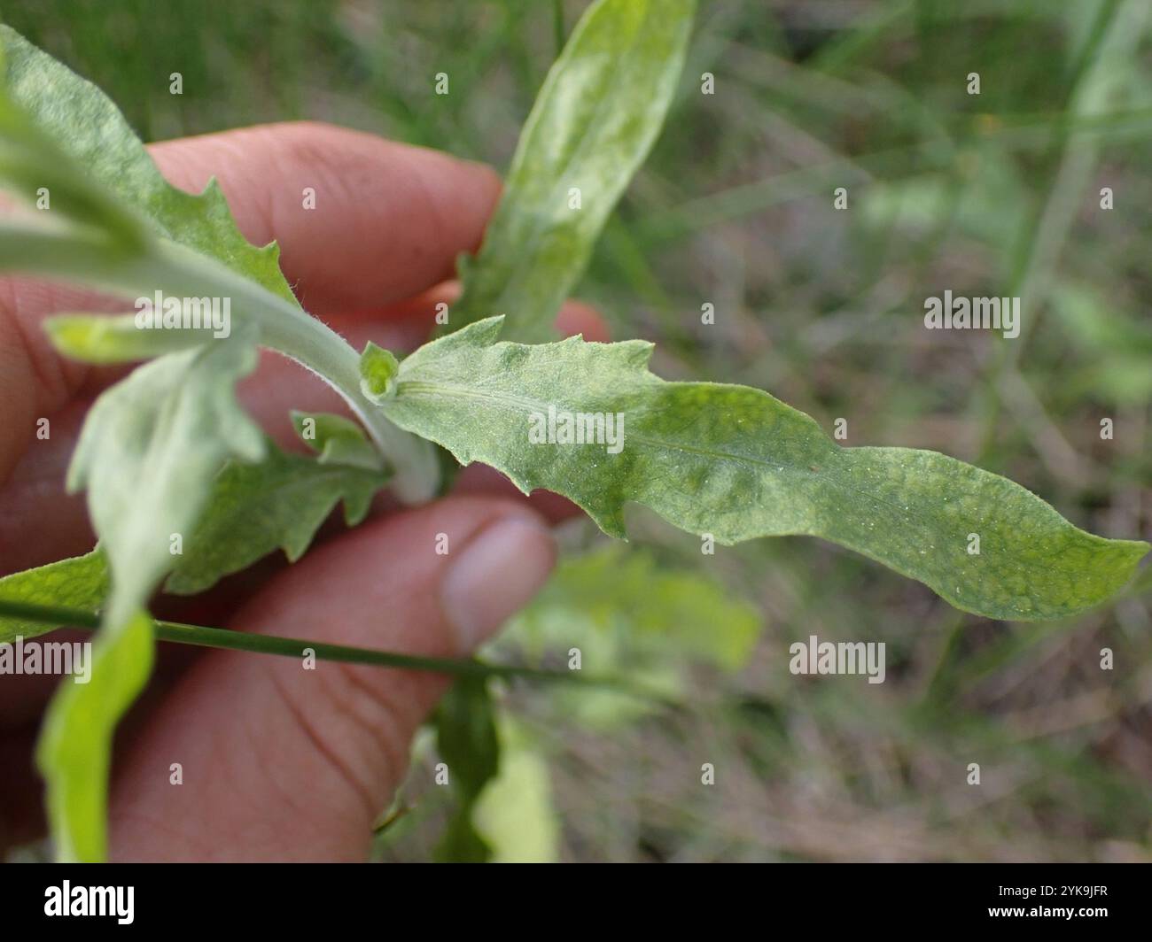 Russian knapweed (Rhaponticum repens Stock Photo - Alamy