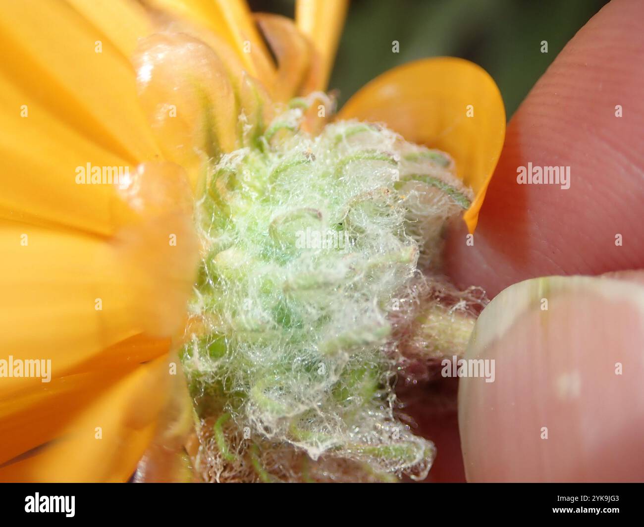 Karoo African Daisy (Arctotis leiocarpa Stock Photo - Alamy