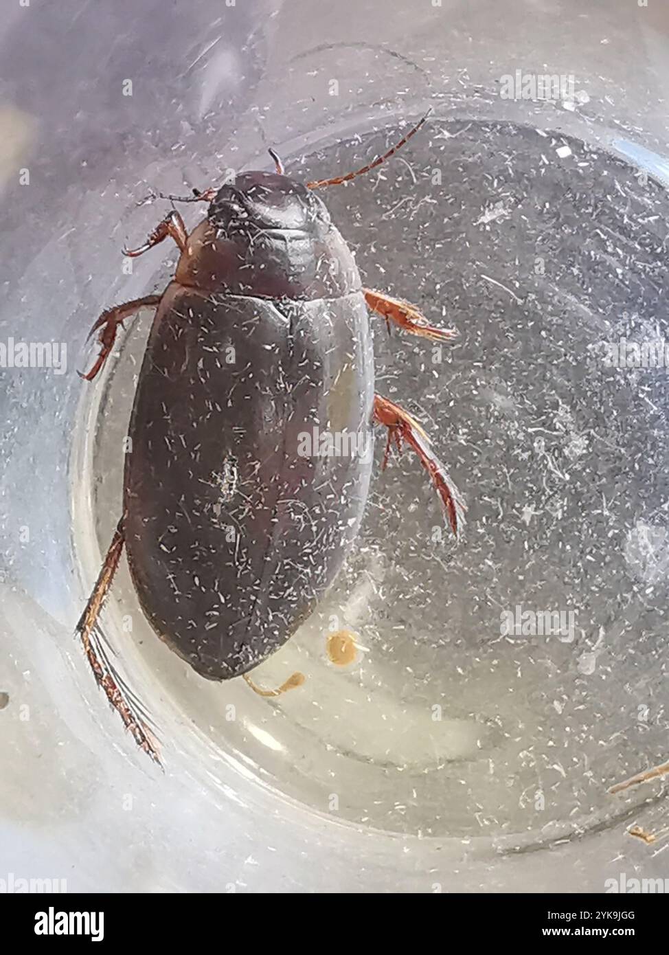 large-grooved diving beetle (Colymbetes fuscus Stock Photo - Alamy