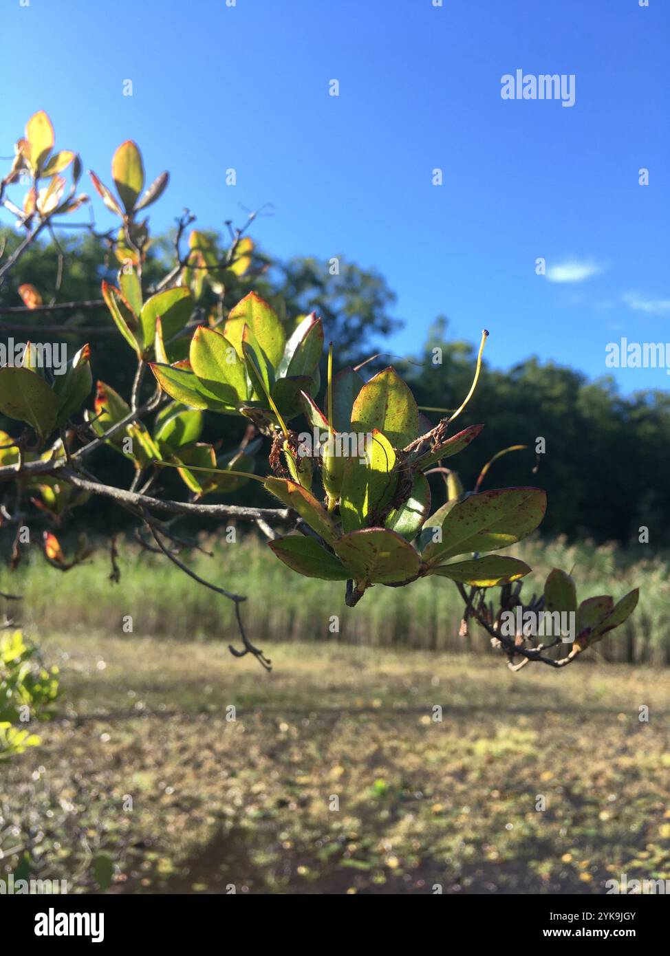 swamp azalea (Rhododendron viscosum Stock Photo - Alamy