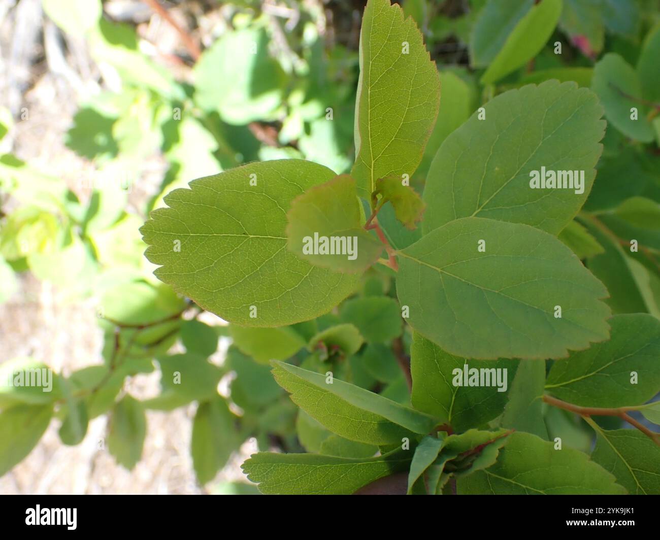 Shinyleaf Meadowsweet (Spiraea lucida Stock Photo - Alamy