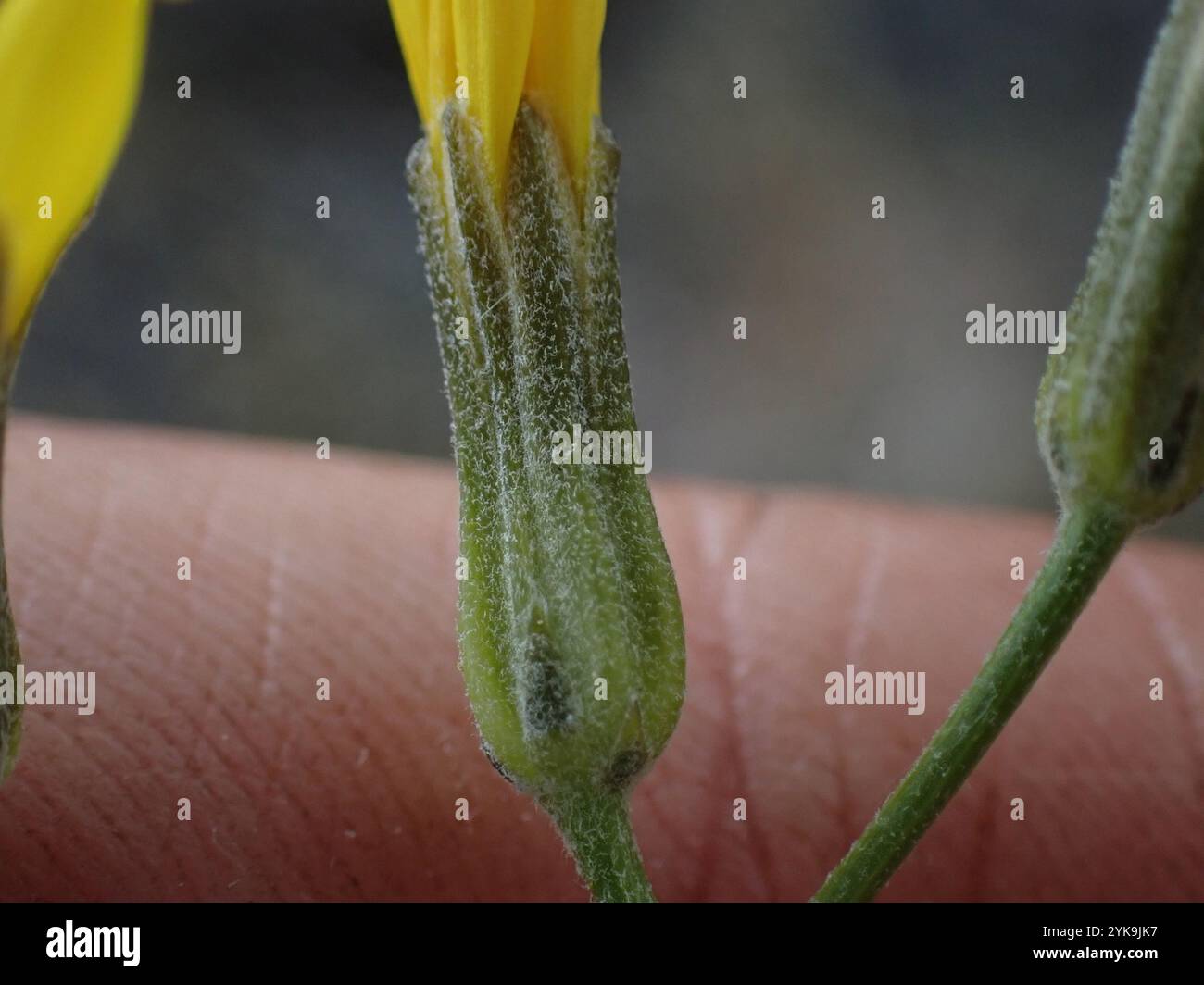 Slender Hawksbeard (Crepis atribarba Stock Photo - Alamy