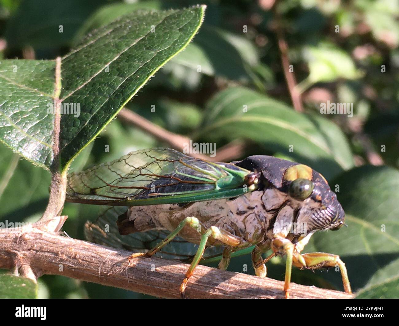 Swamp Cicada (Neotibicen tibicen Stock Photo - Alamy