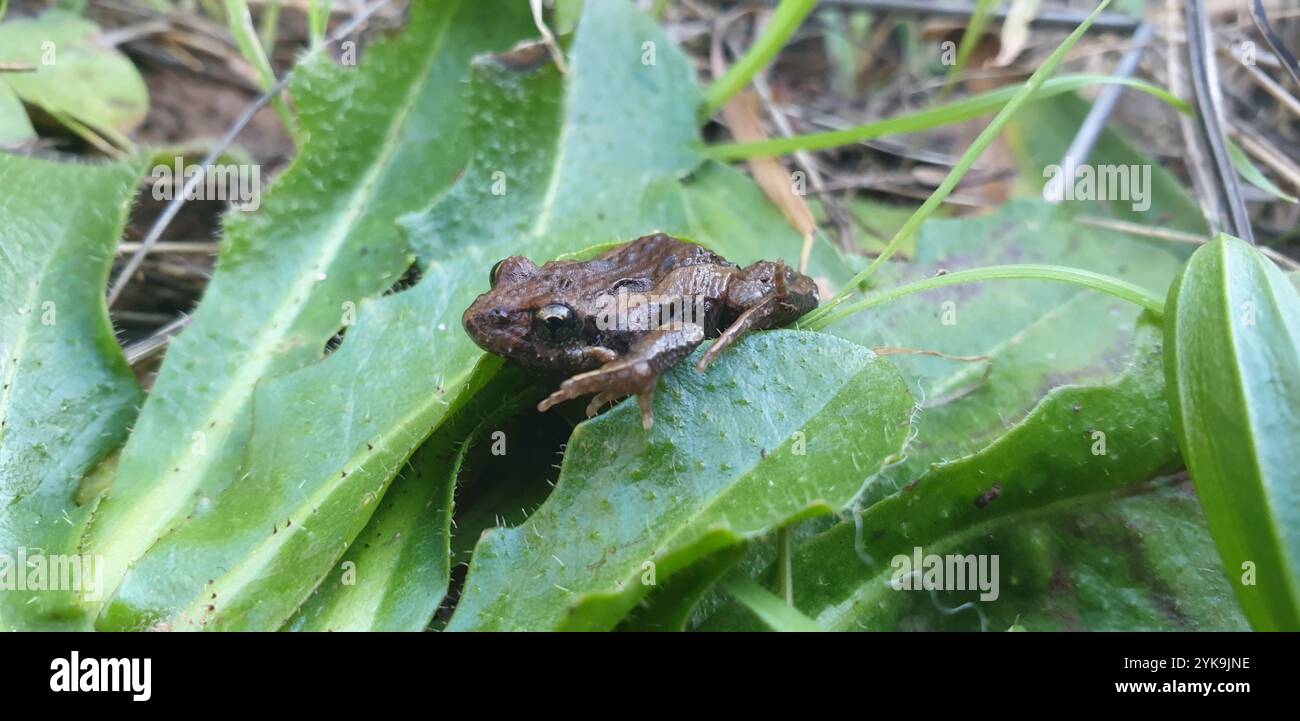 Common Eastern Froglet (Crinia signifera Stock Photo - Alamy