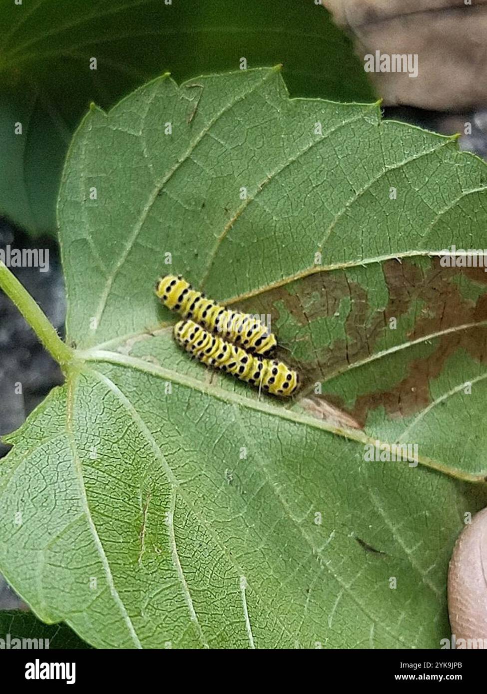 Grapeleaf Skeletonizer Moth (Harrisina americana Stock Photo - Alamy