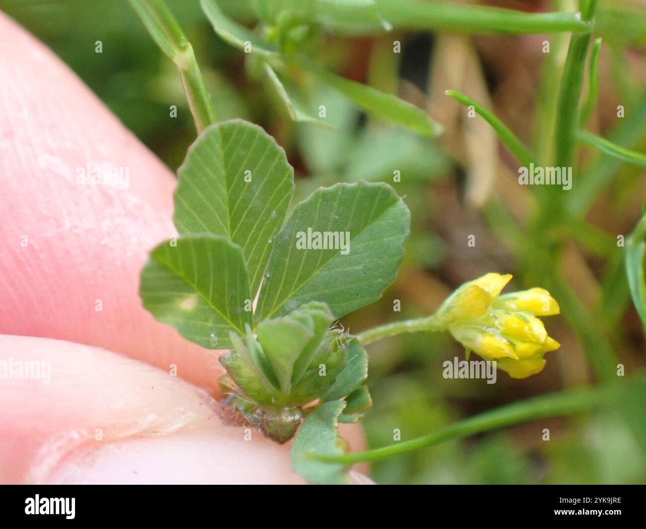 Lesser hop trefoil (Trifolium dubium Stock Photo - Alamy