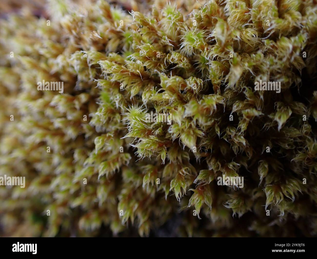Woolly Fringe-moss (Racomitrium lanuginosum Stock Photo - Alamy