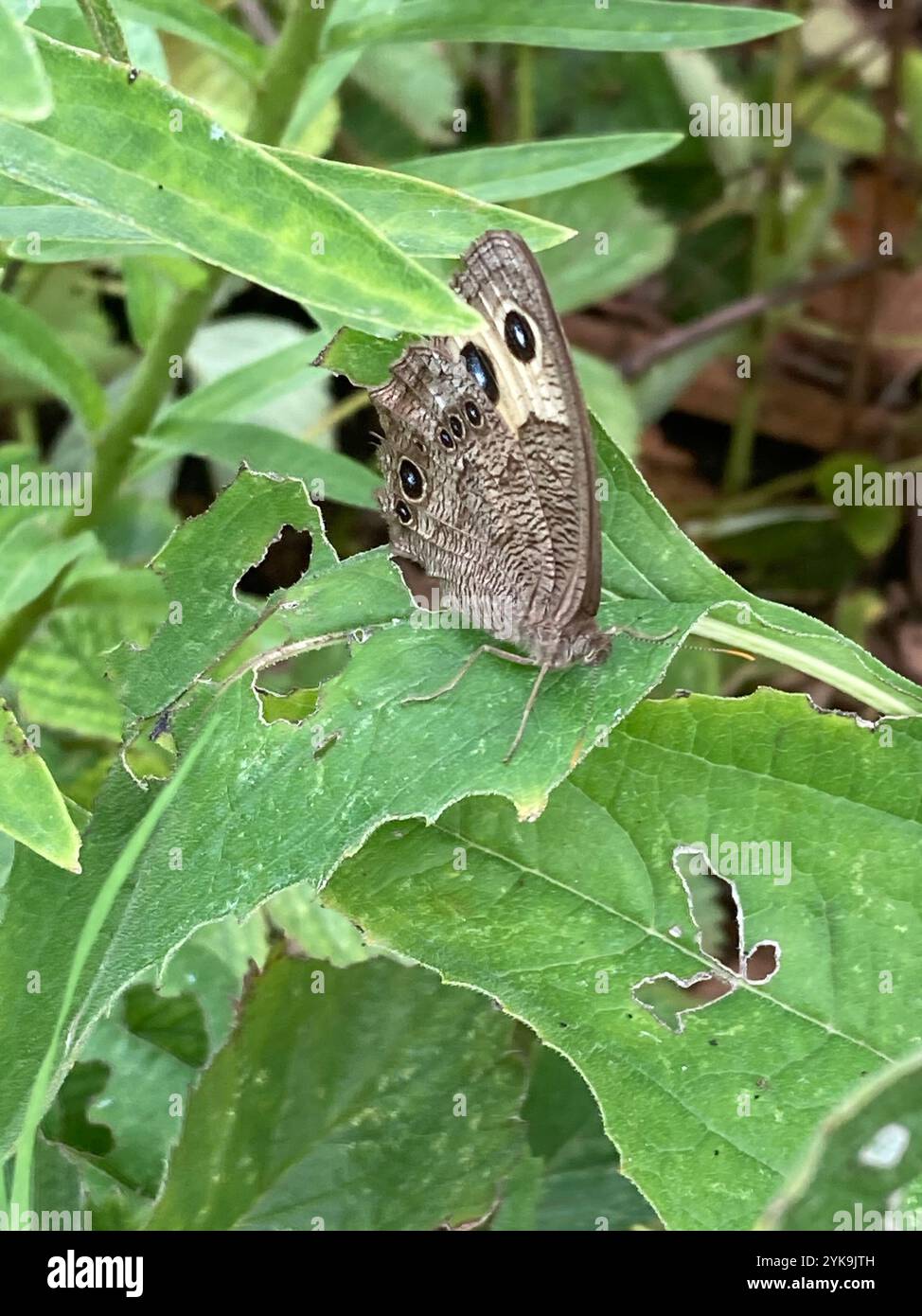 Common Wood-Nymph (Cercyonis pegala Stock Photo - Alamy