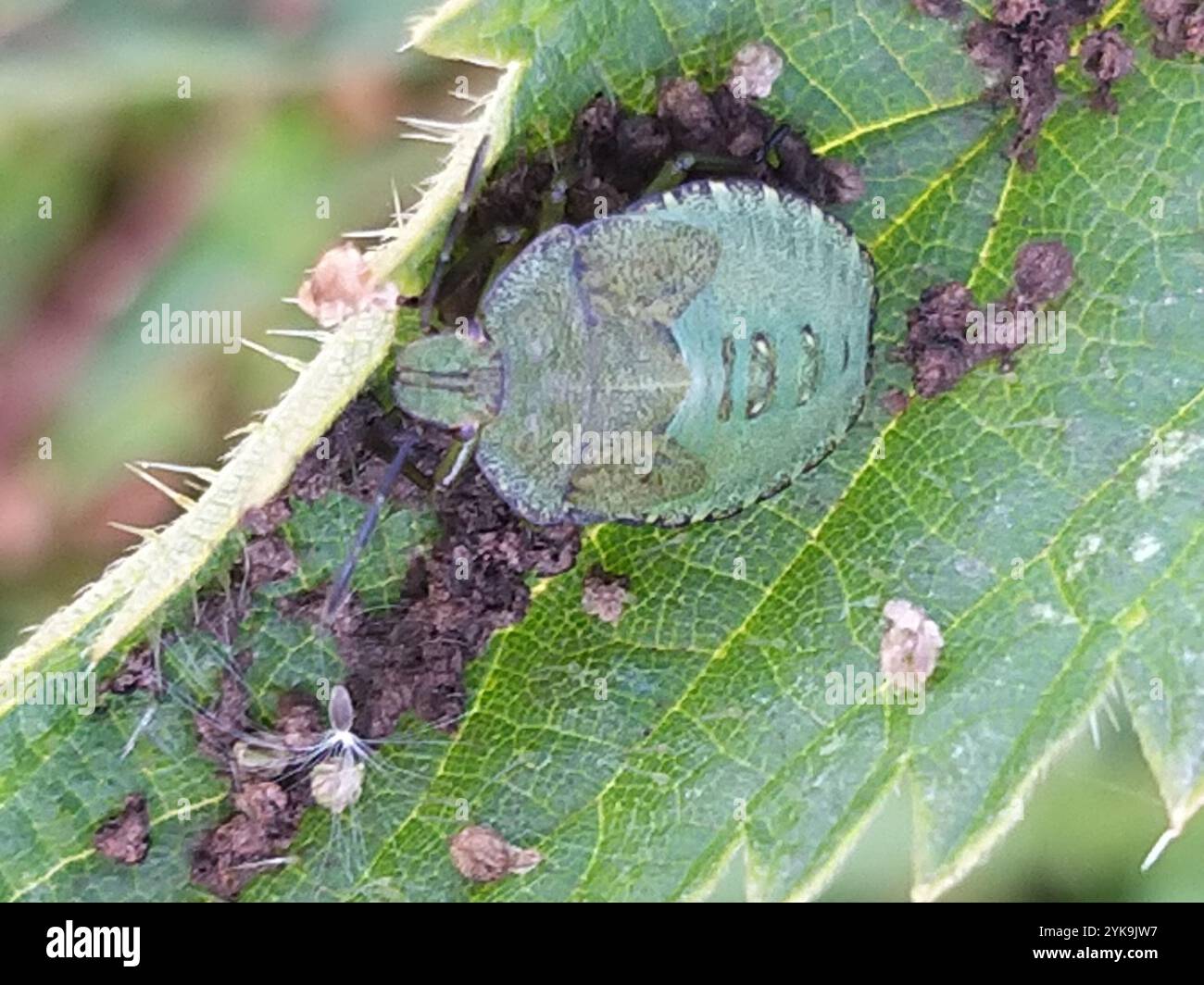Green Shield Bug (Palomena prasina Stock Photo - Alamy