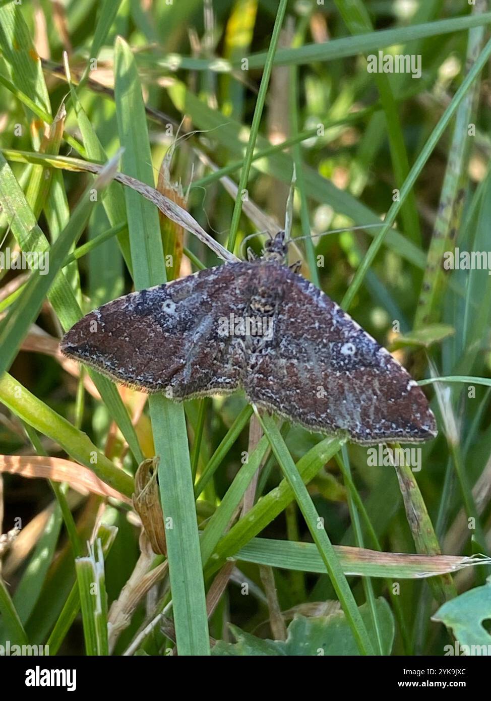Gem Moth (Orthonama obstipata Stock Photo - Alamy
