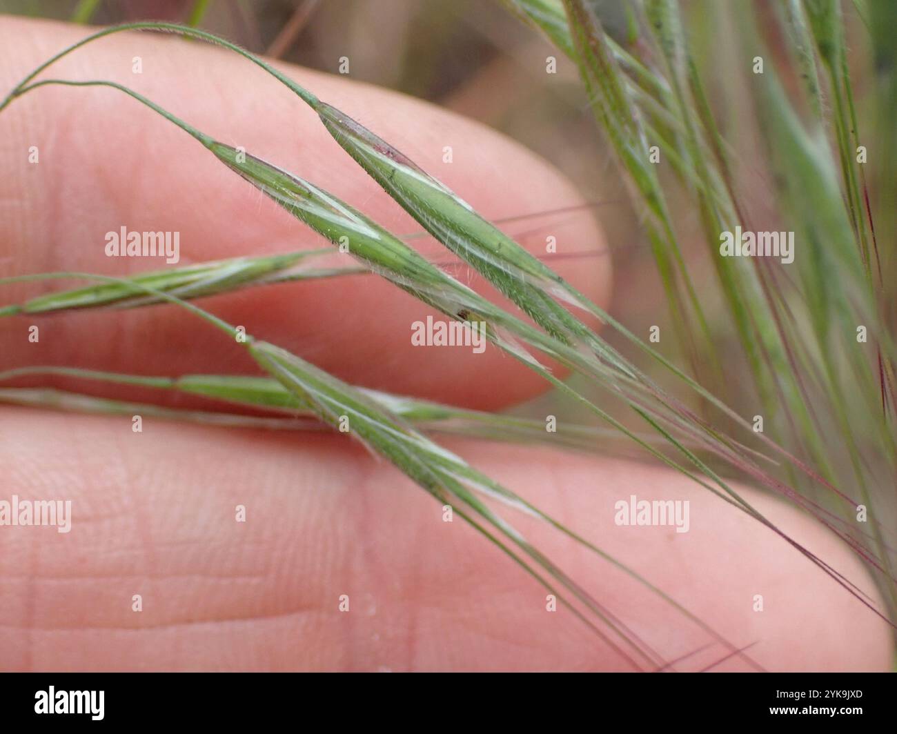 Cheatgrass (Bromus tectorum Stock Photo - Alamy