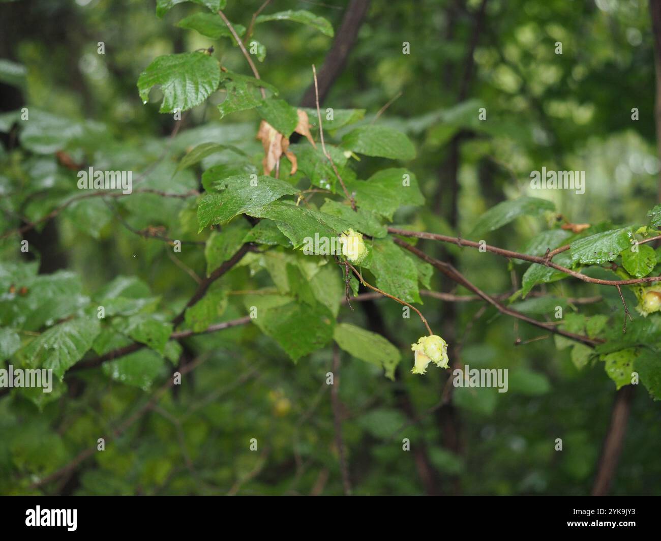 American hazelnut (Corylus americana Stock Photo - Alamy
