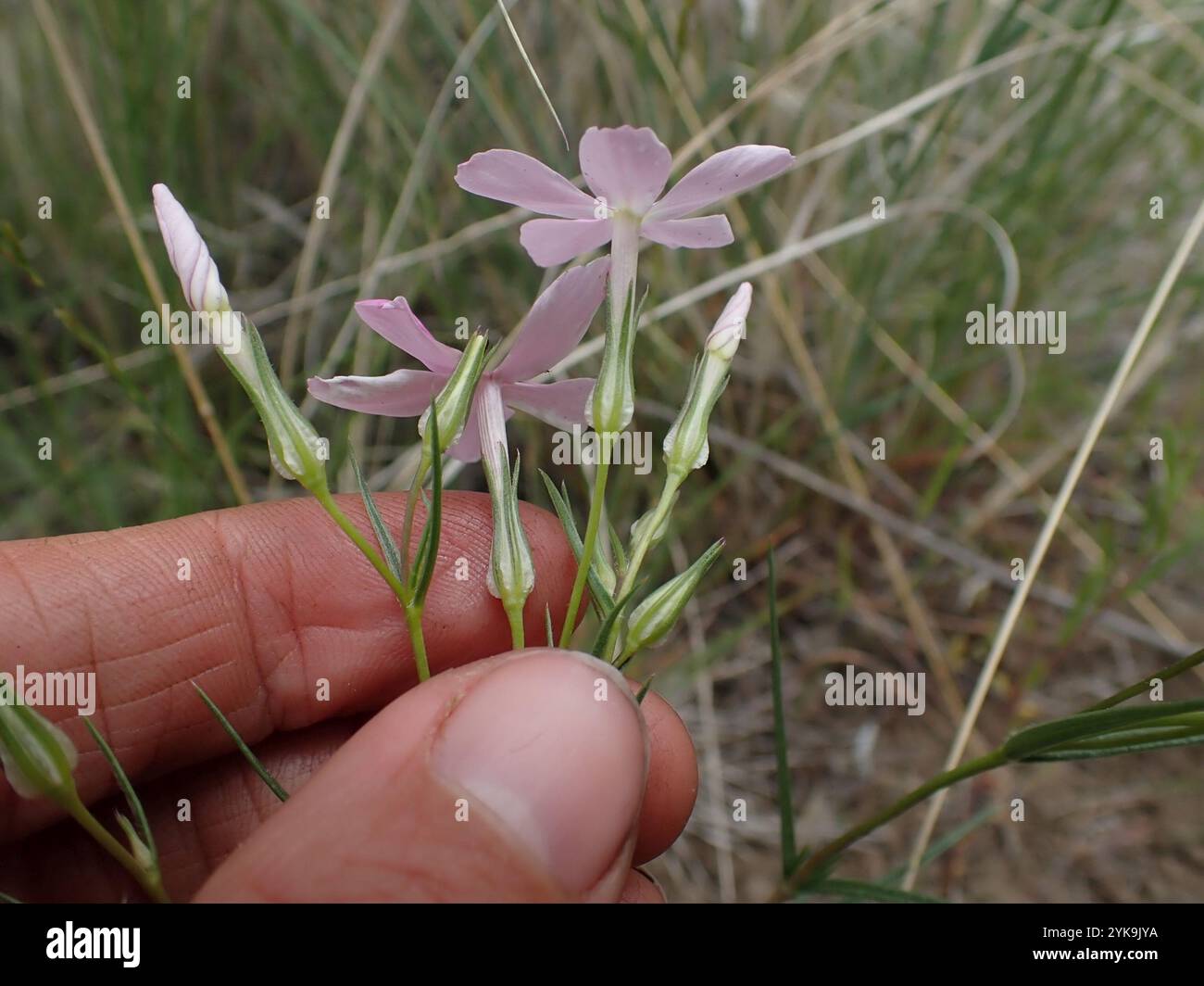 Longleaf Phlox (Phlox longifolia Stock Photo - Alamy