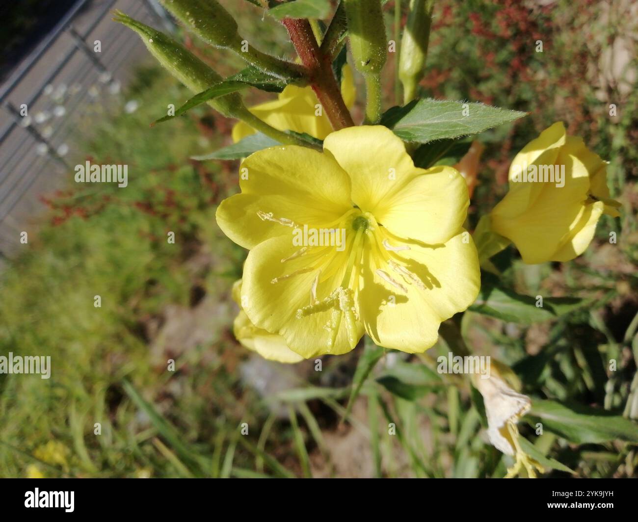Red-stalked evening primrose (Oenothera rubricaulis Stock Photo - Alamy